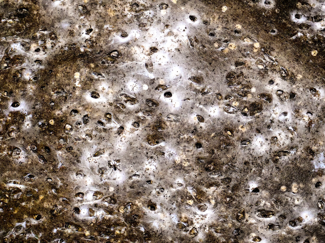 Arachnid super-web reveals the surprising ‘constant party’ life of ...